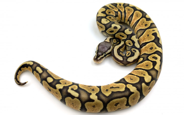 Ghosts & Hypos | Royal Constrictor Designs