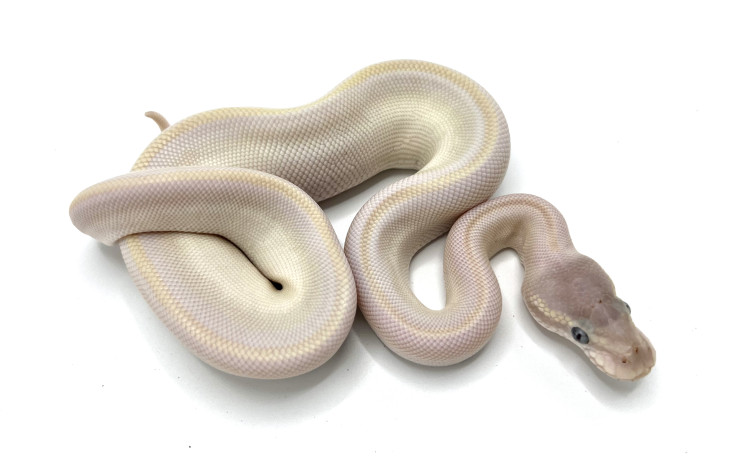 Super Mojave | Royal Constrictor Designs