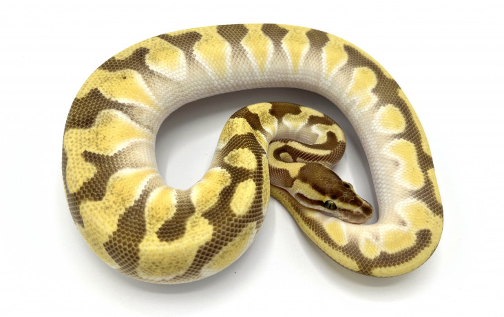 Enchis | Royal Constrictor Designs