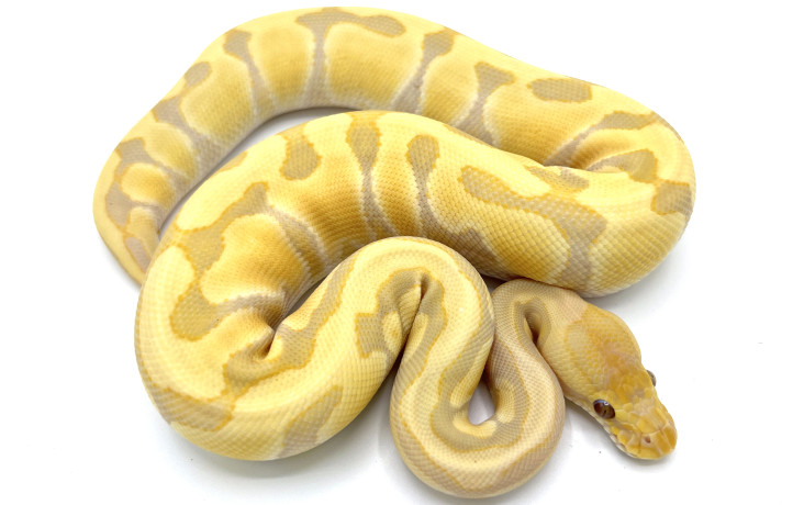 Toffees & Toffinos | Royal Constrictor Designs