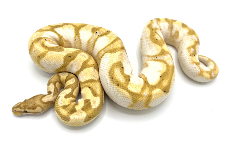 Banana Pastel Enchi Calico (Possible YB) | Royal Constrictor Designs