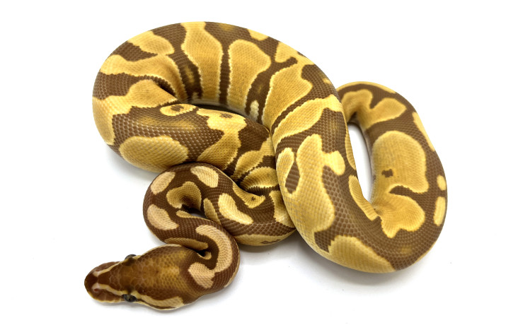 Ultramel | Royal Constrictor Designs