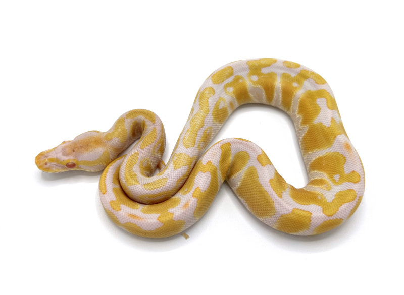 Albino | Royal Constrictor Designs