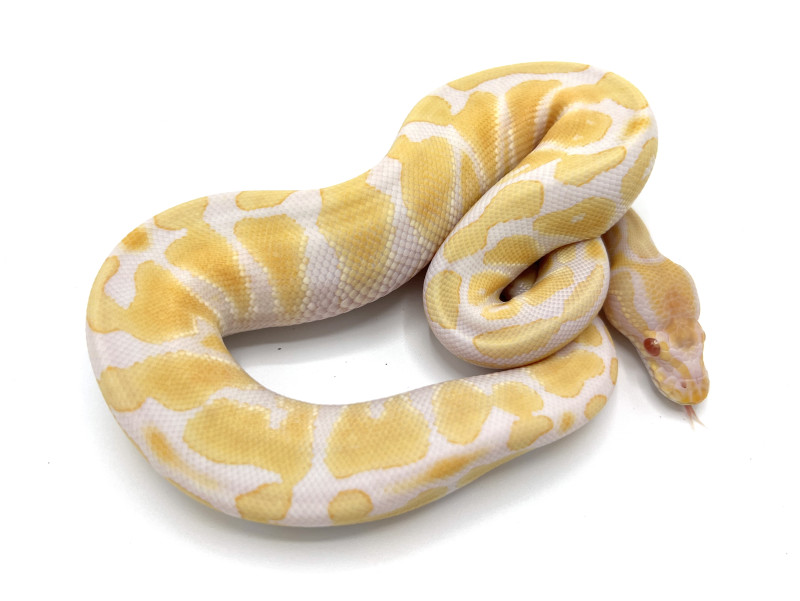 Albino | Royal Constrictor Designs