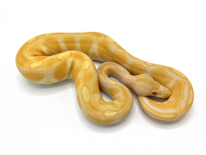 Albino Black Pastel Enchi | Royal Constrictor Designs