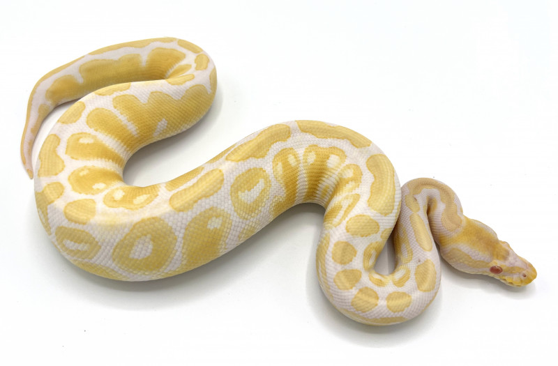 Albino 100% Het Pied | Royal Constrictor Designs