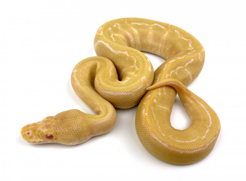 Albino Pinstripe 100% Het Pied | Royal Constrictor Designs