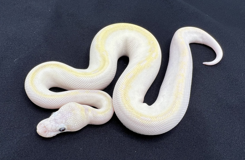 Bamboo Special | Royal Constrictor Designs