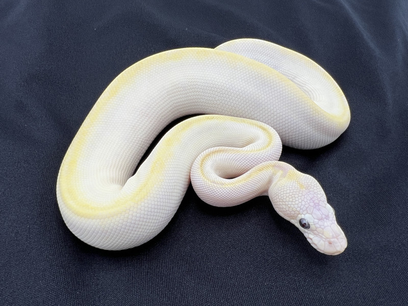 Bamboo Special | Royal Constrictor Designs