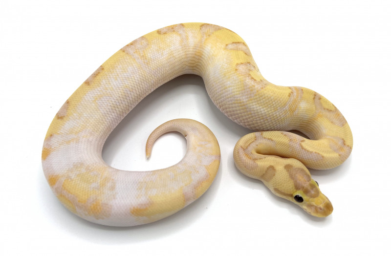 Banana Super Enchi Fire Calico (poss. YB) | Royal Constrictor Designs