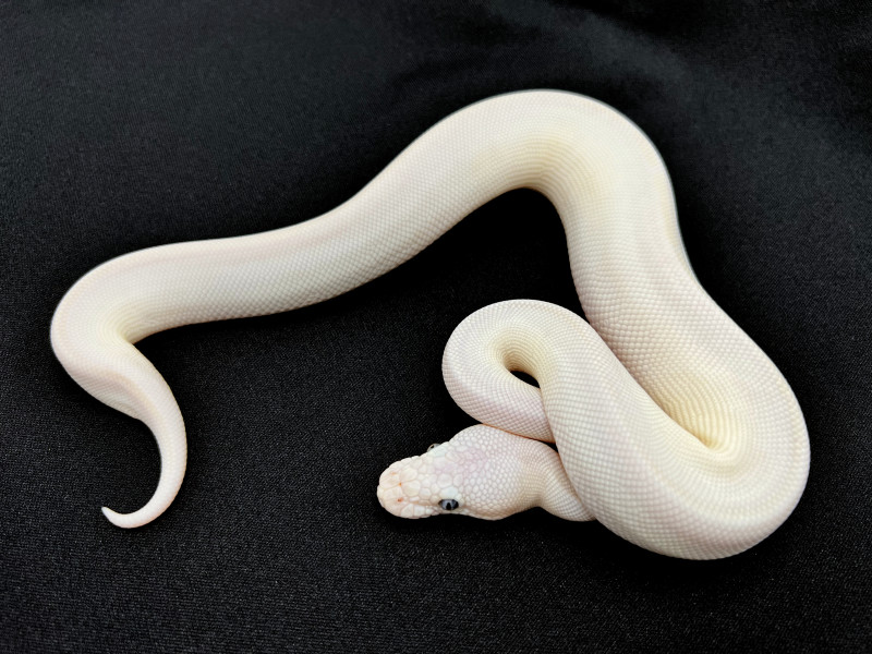 Blue Eyed Leucistic | Royal Constrictor Designs