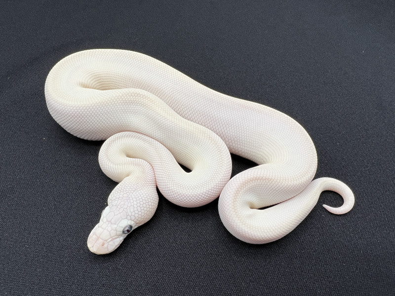 Blue Eyed Leucistic | Royal Constrictor Designs