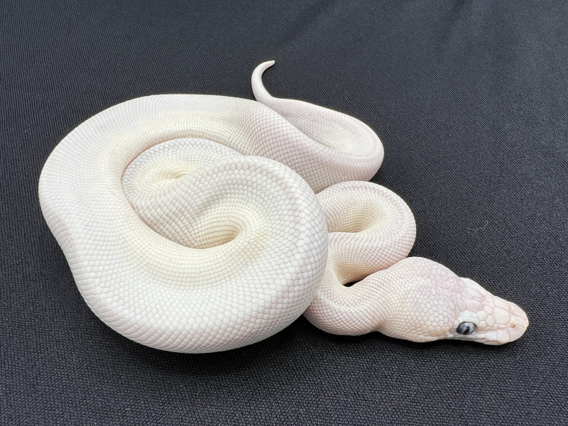 Blue Eyed Leucistic | Royal Constrictor Designs