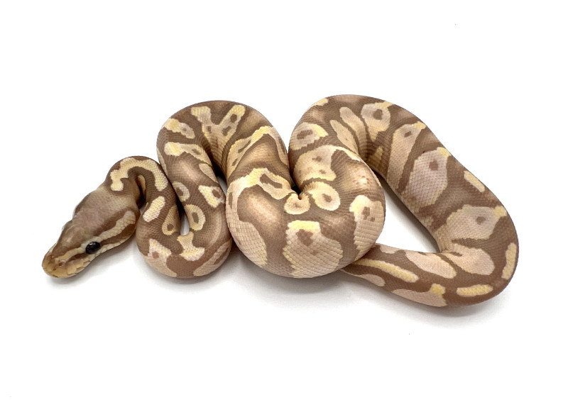 Chocolate Pastel Coral Glow | Royal Constrictor Designs Chocolate Pastel Coral Glow | Royal Constrictor Designs