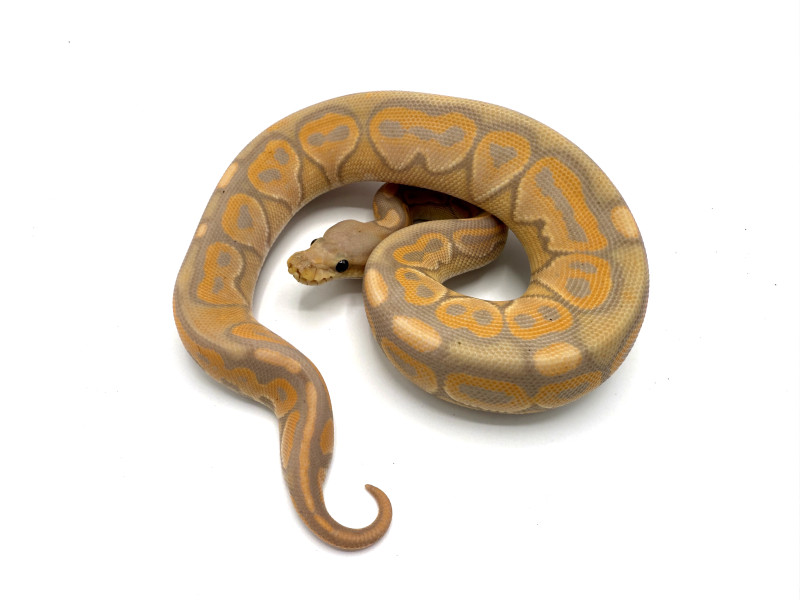 Banana Cinnamon 100% Het Clown | Royal Constrictor Designs