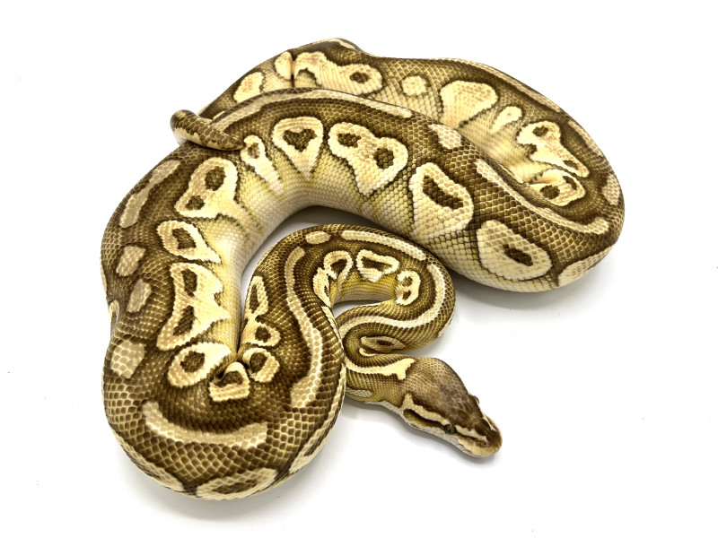 Hypo Pastel Lesser 100% Het Clown Breeder | Royal Constrictor Designs