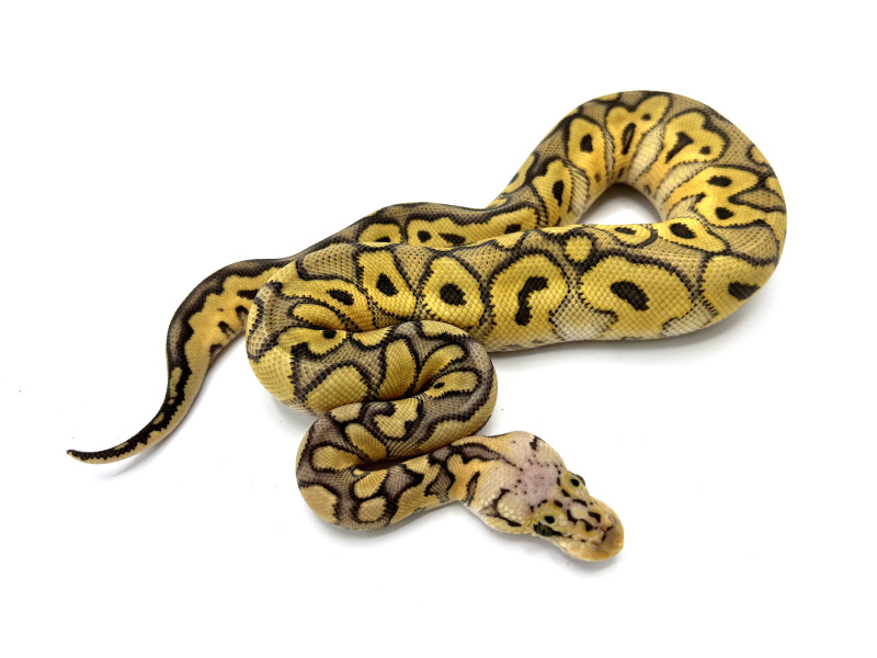 Pastel Hypo Clown | Royal Constrictor Designs