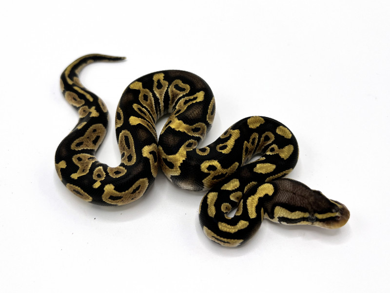Pastel Chocolate 100% Double Het Hypo Clown | Royal Constrictor Designs Pastel Chocolate 100% Double Het Hypo Clown | Royal Constrictor Designs