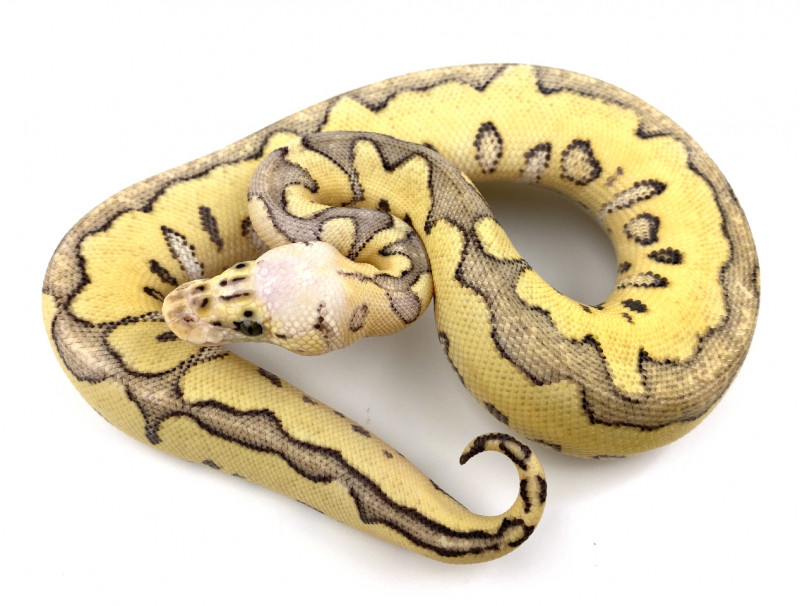 Calico Killer Clown | Royal Constrictor Designs