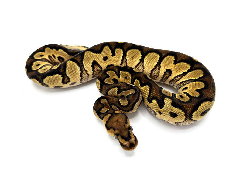 Orange Dream Yellowbelly Clown | Royal Constrictor Designs