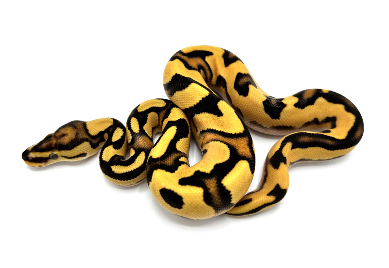 Super Orange Dream Fire Yellowbelly 100% Het Clown | Royal Constrictor ...