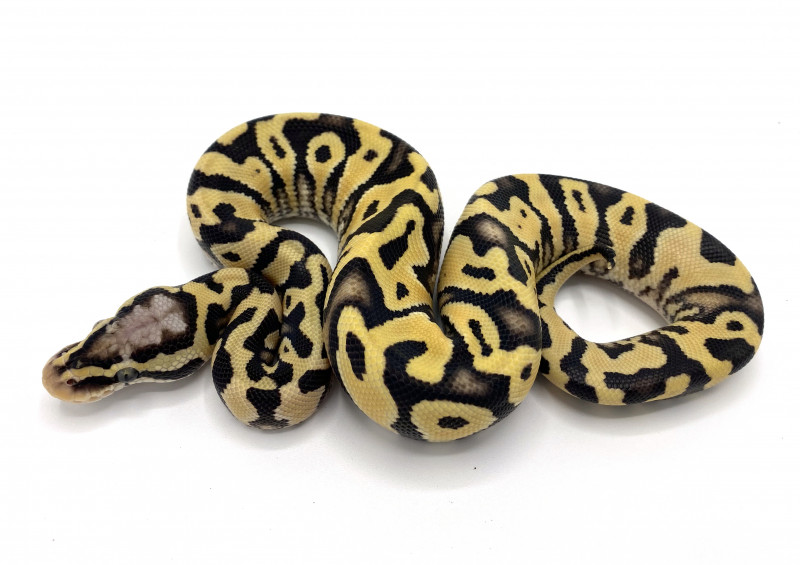 Pastel Yellowbelly Desert Ghost 100% Het Clown | Royal Constrictor Designs