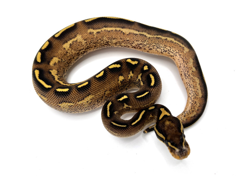 Freeway | Royal Constrictor Designs