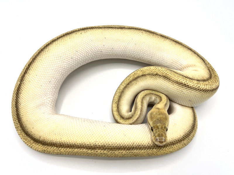 Orange Dream Pastel Butter Genetic Stripe Breeder | Royal Constrictor ...
