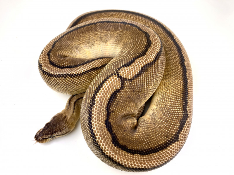 Pastel Genetic Stripe Breeder | Royal Constrictor Designs