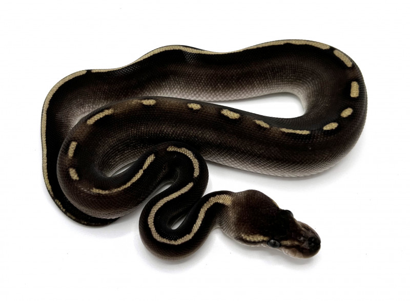 Leopard Chocolate GHI Mojave | Royal Constrictor Designs Leopard Chocolate GHI Mojave | Royal Constrictor Designs
