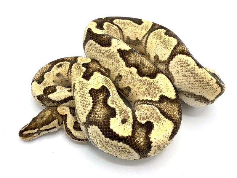 Orange Dream Yellowbelly Fire Breeder | Royal Constrictor Designs