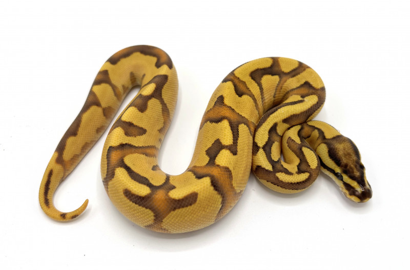 Orange Dream Yellowbelly Enchi Fire | Royal Constrictor Designs