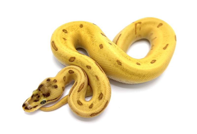 Orange Dream Super Enchi Yellowbelly Pinstripe | Royal Constrictor Designs