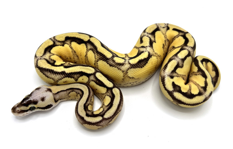 Super Pastel Enchi Parkway | Royal Constrictor Designs