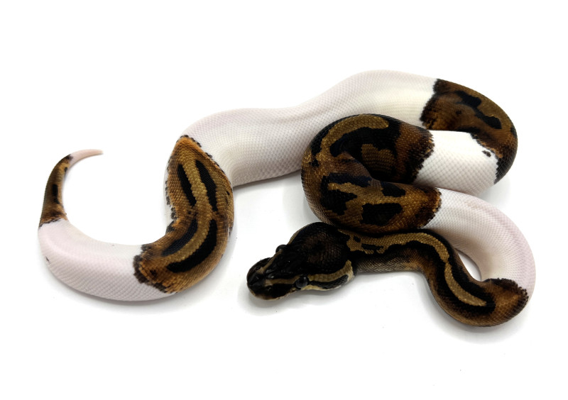 Pied | Royal Constrictor Designs