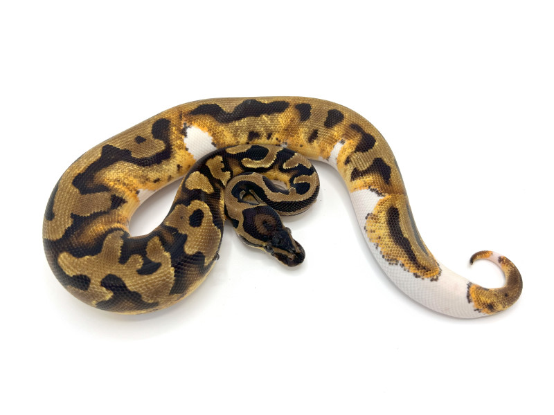 Pied | Royal Constrictor Designs