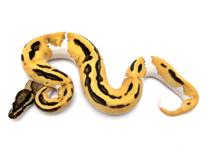 Orange Dream Fire Pied | Royal Constrictor Designs