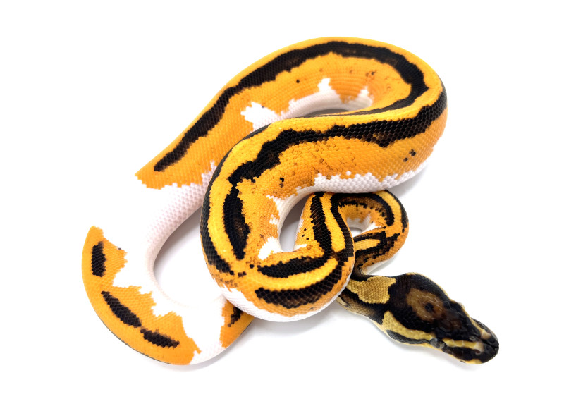 Orange Dream Yellowbelly Pied | Royal Constrictor Designs