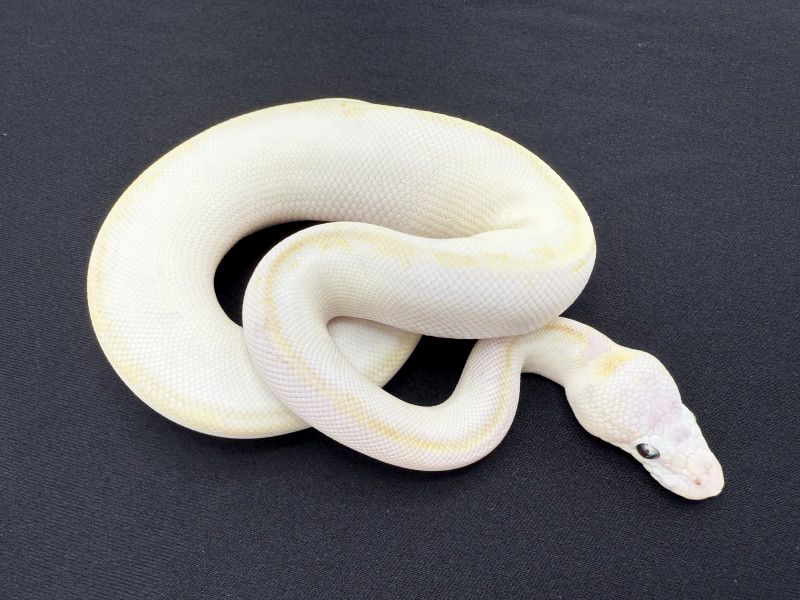 Bamboo Special | Royal Constrictor Designs