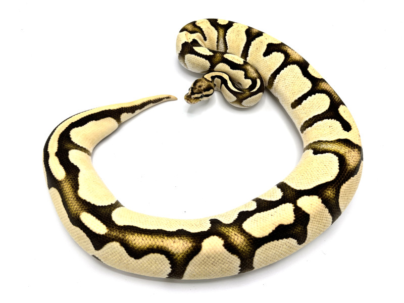 Super Orange Dream Fire Breeder | Royal Constrictor Designs