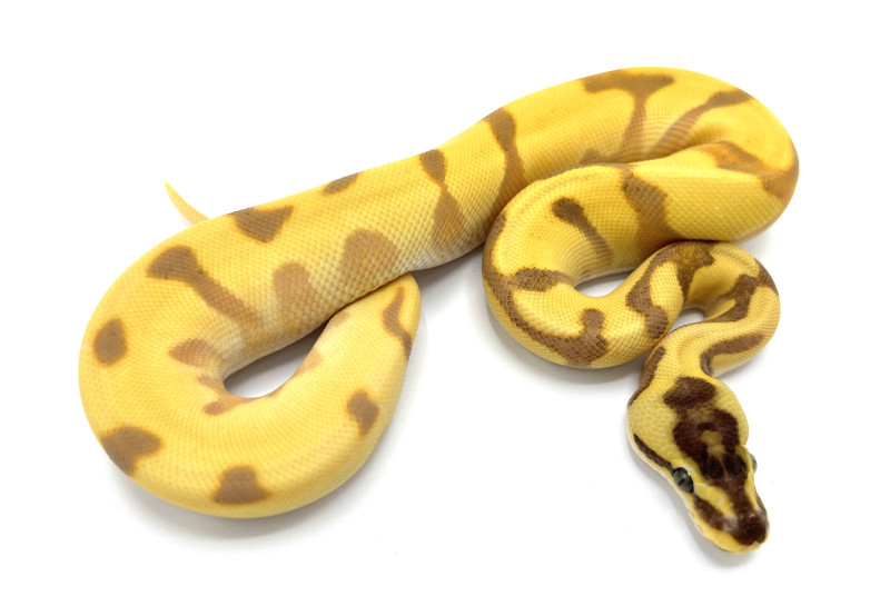 Super Orange Dream Super Enchi Fire Yellowbelly | Royal Constrictor Designs