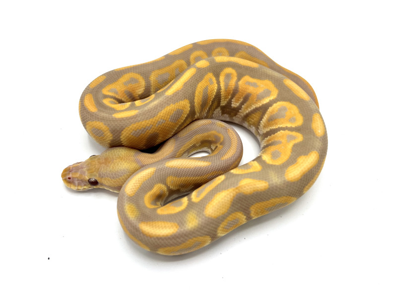 Toffee Black Pastel | Royal Constrictor Designs